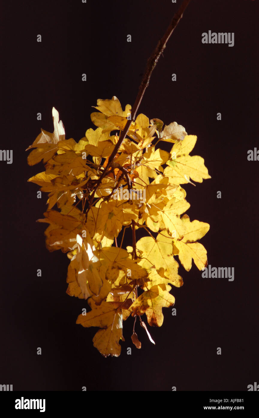 Autumn Leaves Field Maple Stock Photo - Alamy