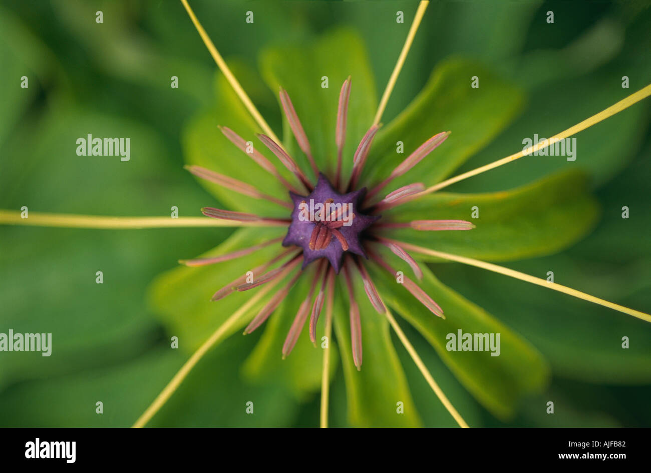 Polyphillum hi-res stock photography and images - Alamy