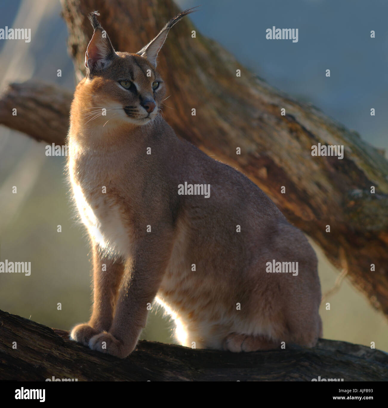 Caracal Lynx Caracal caracal Stock Photo - Alamy