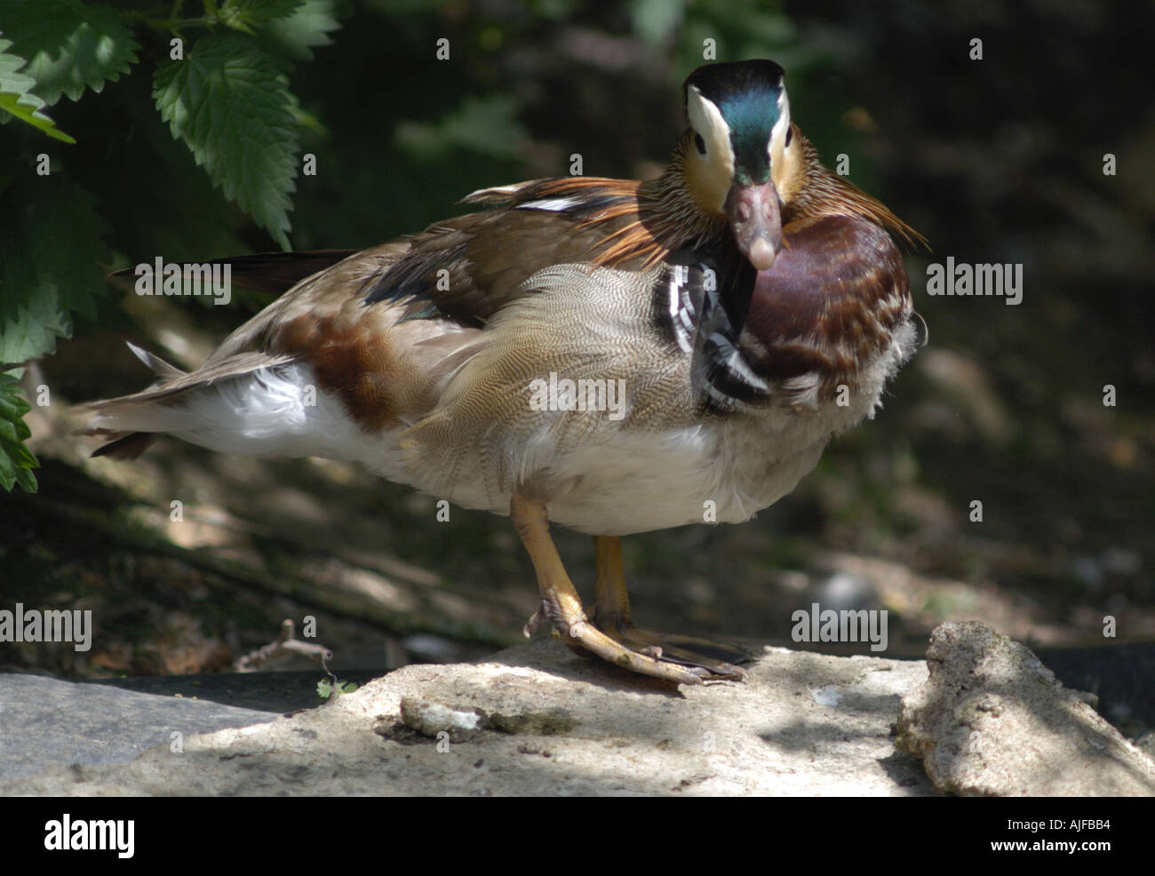 Mandarin duck and japan hi-res stock photography and images - Alamy
