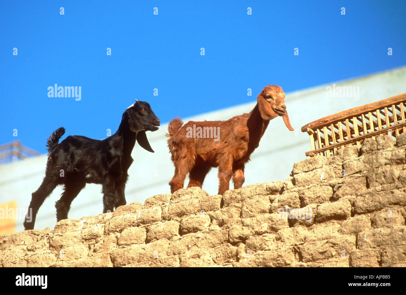 2 two goats hi-res stock photography and images - Alamy