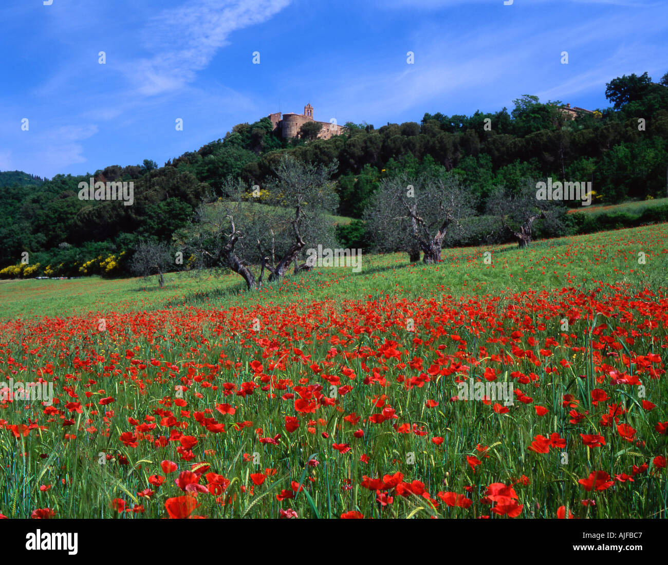 Tuscan poppy field with olive trees Stock Photo - Alamy