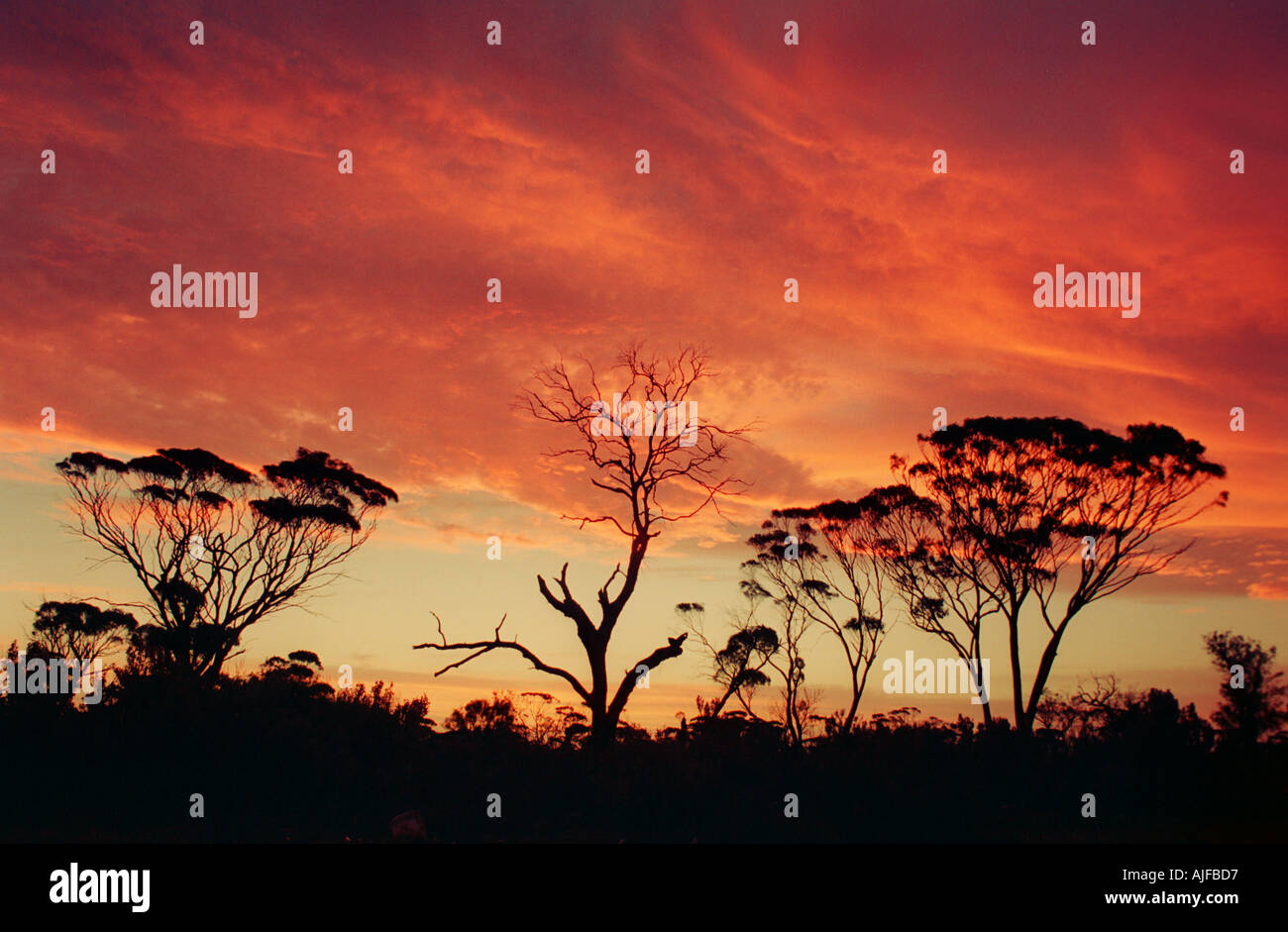 Australian sunset silhouette clouds evening sky Stock Photo - Alamy
