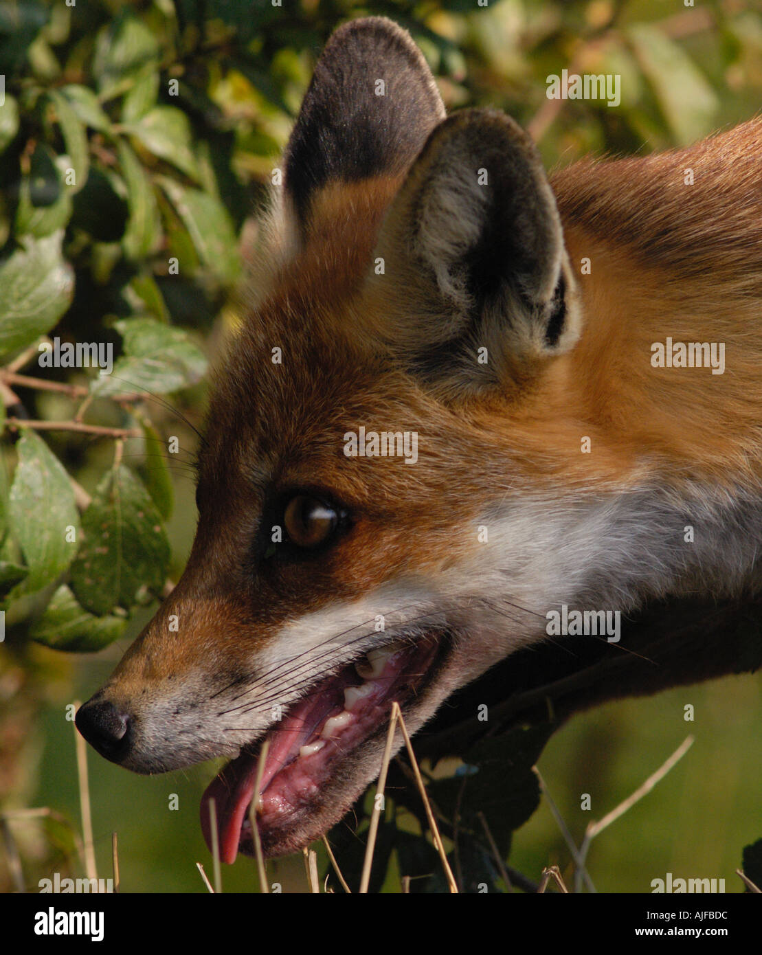 Red Fox Vulpes vulpes Stock Photo - Alamy