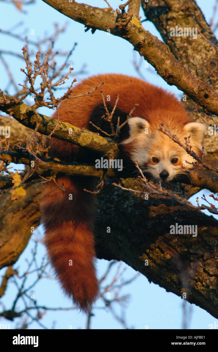 Red Panda Ailurus fulgens Stock Photo - Alamy