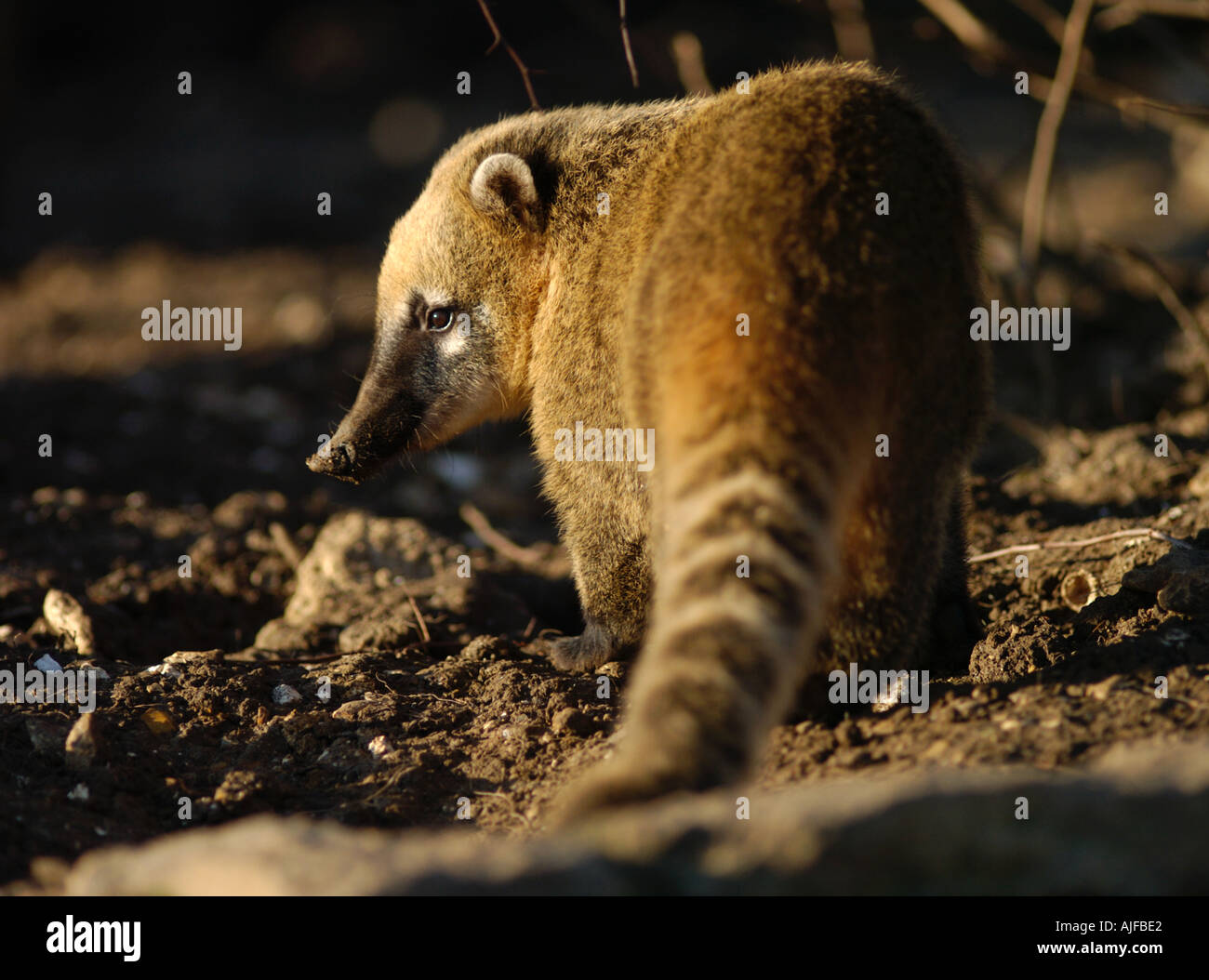 Ring Tailed Coati Nasua nasua Stock Photo - Alamy