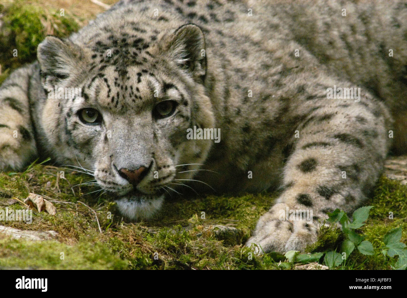 Snow Leopard Panthera uncia Stock Photo - Alamy