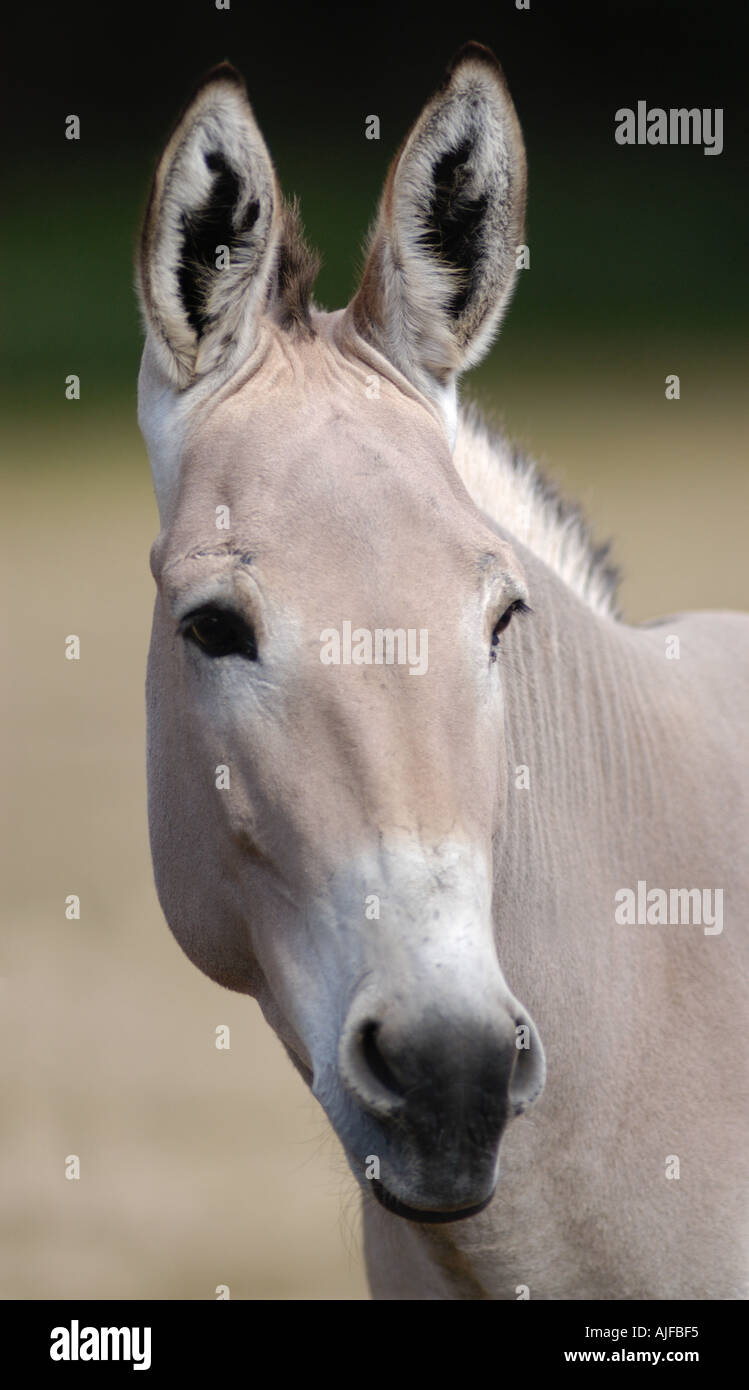 Somali Wild Ass Equus africanus somalicus Stock Photo - Alamy