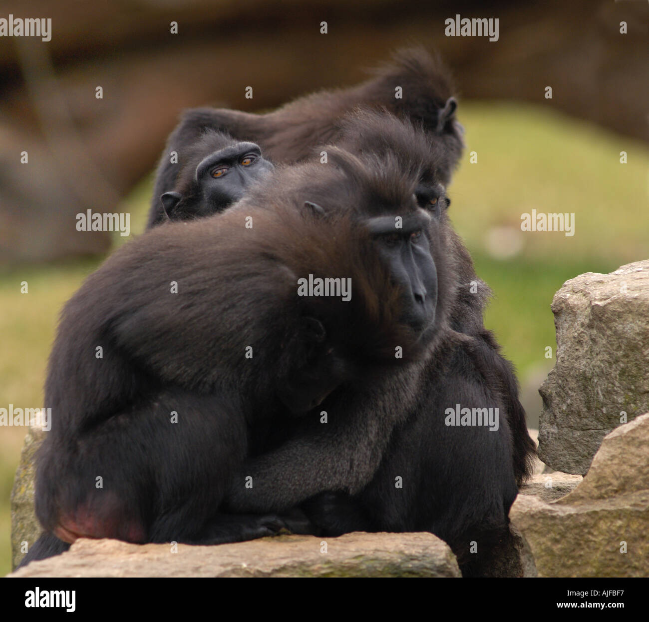 Group of Sulawesi Crested Macaques (Macaca nigra Stock Photo - Alamy