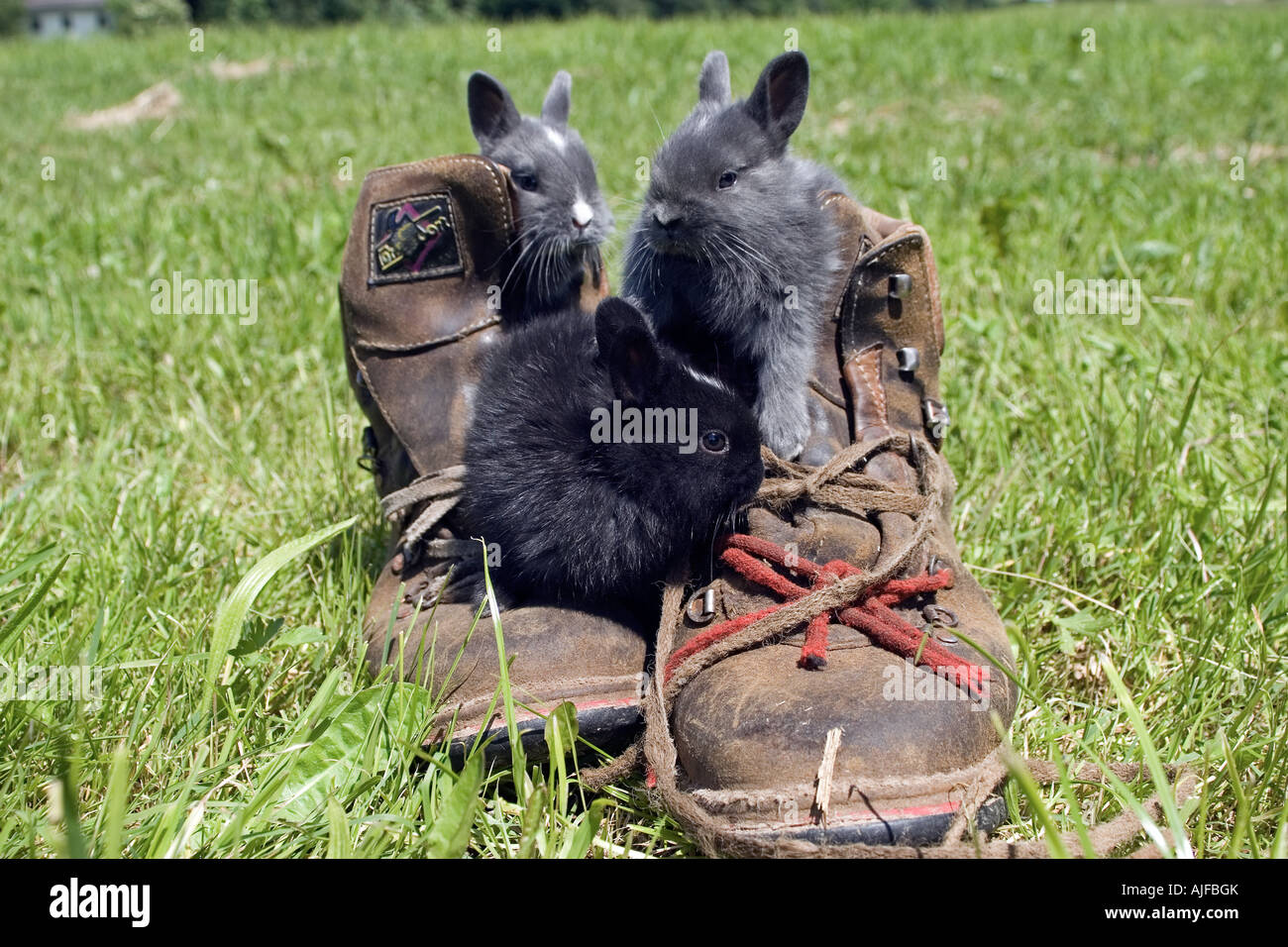 Three bunny rabbits in two old boots one black and two grey Stock Photo ...