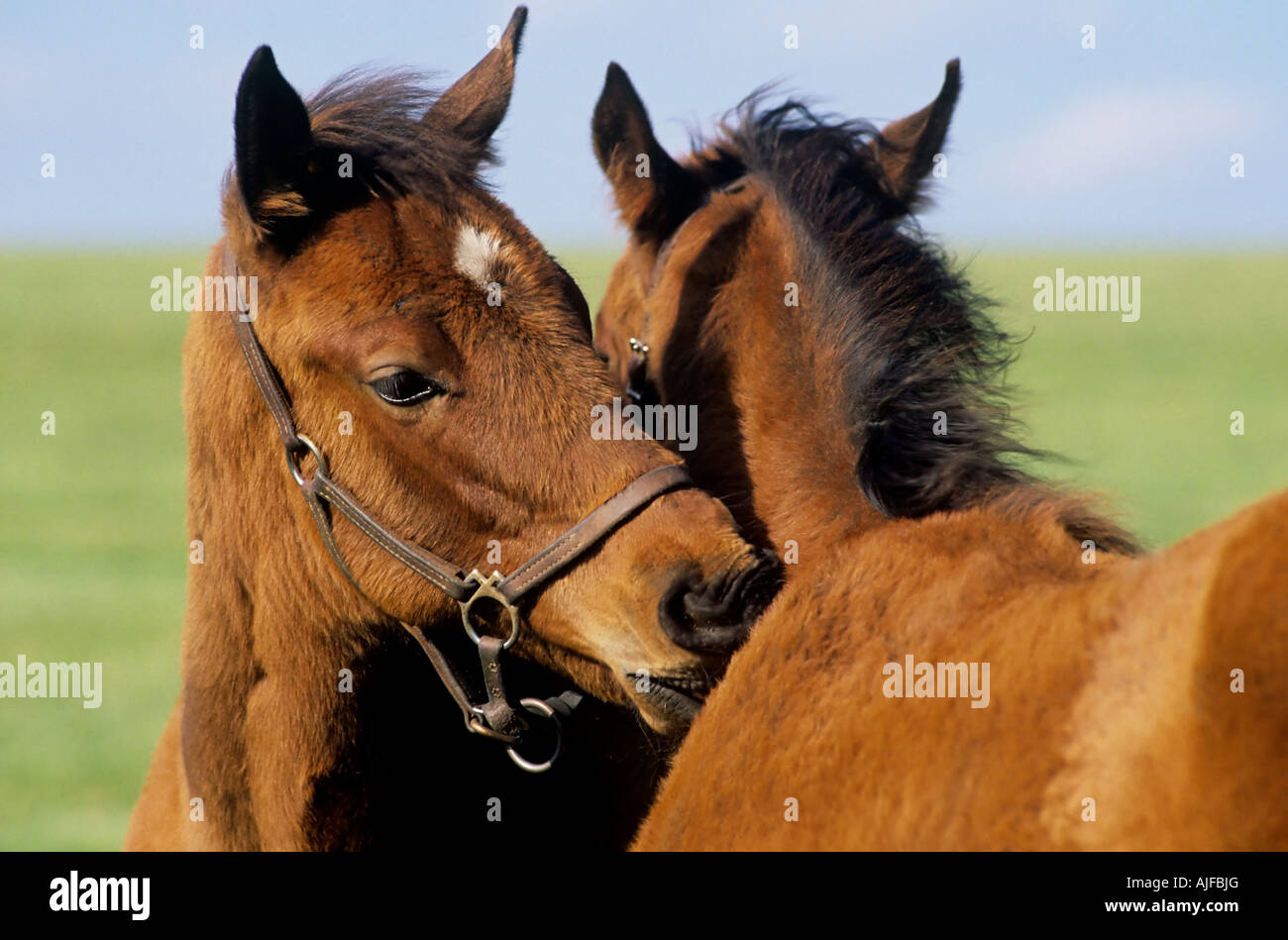 Two horses hi-res stock photography and images - Alamy