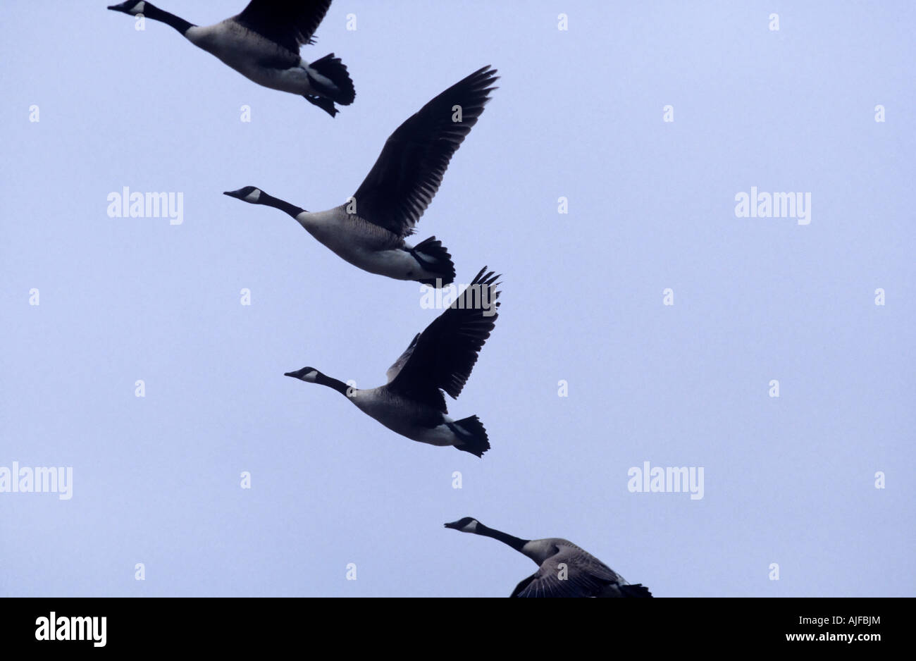 Geese flying hi-res stock photography and images - Alamy