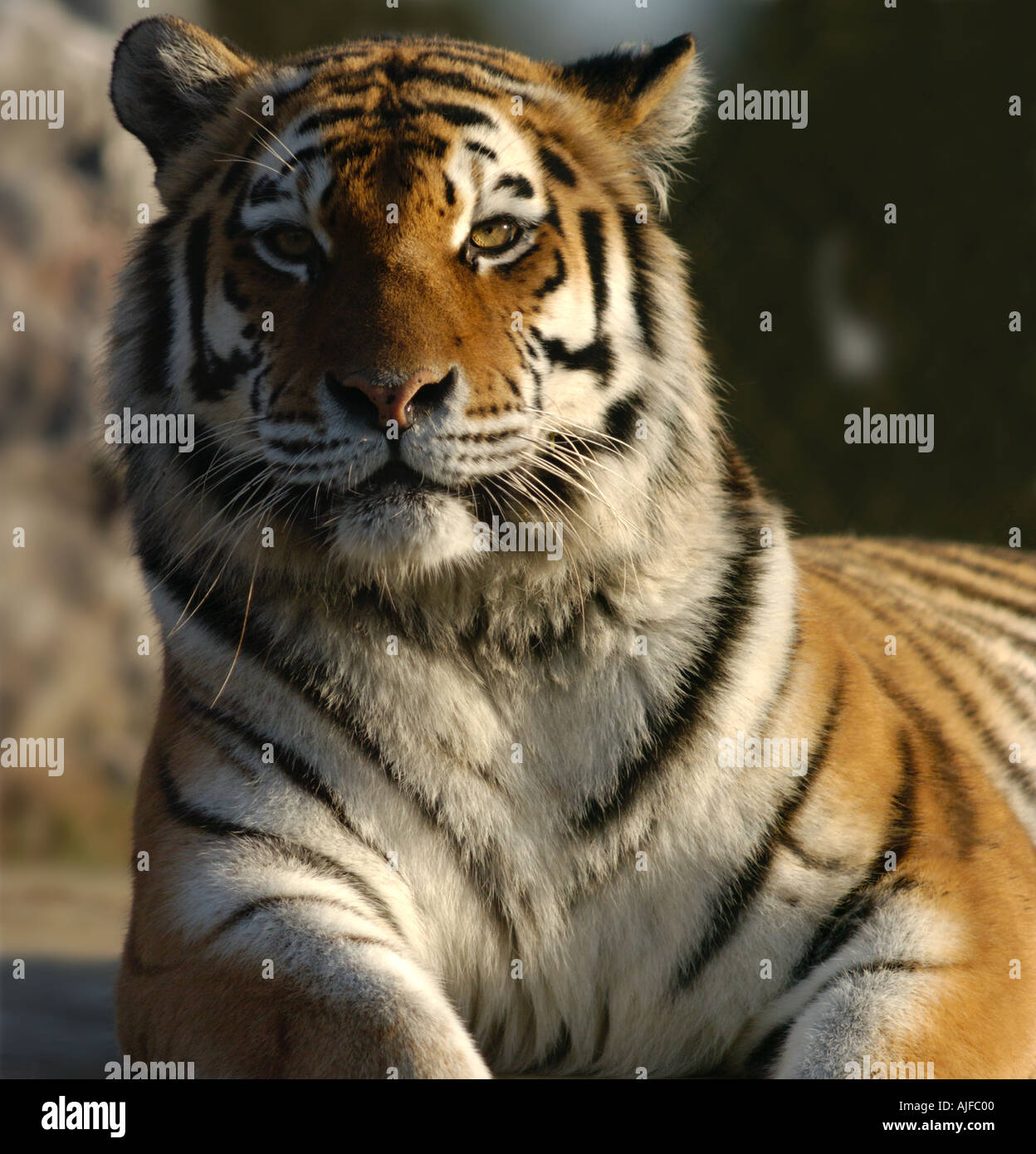 Siberian Tiger Face Profile Tiger Face Profile Stock Photo