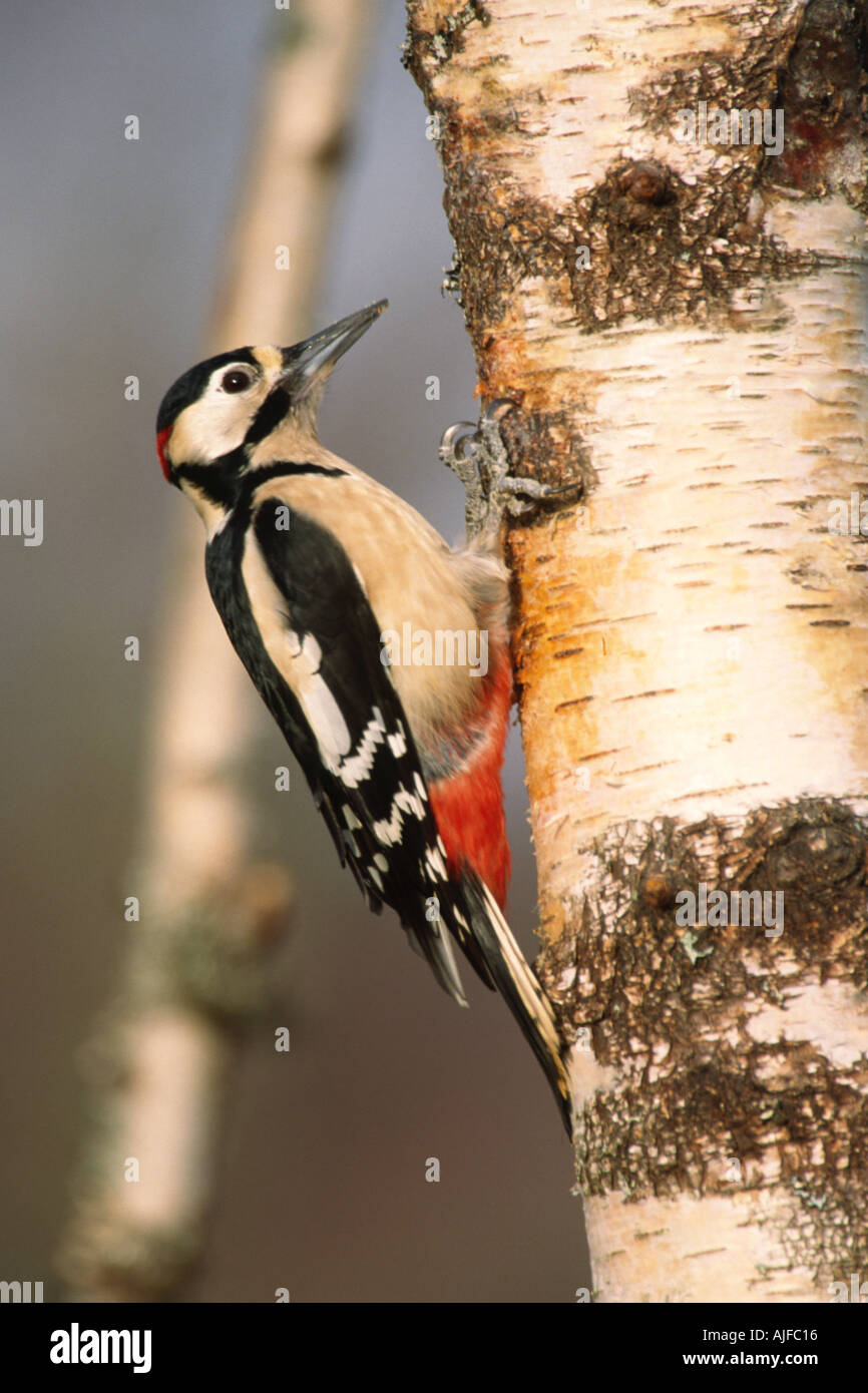 Great spotted woodpecker dendrocopus major Stock Photo - Alamy