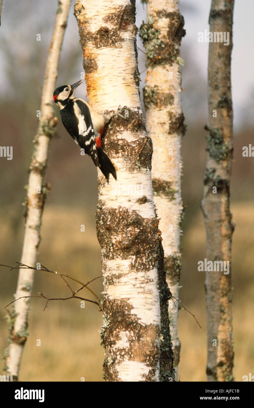 Great spotted woodpecker dendrocopus major Stock Photo - Alamy