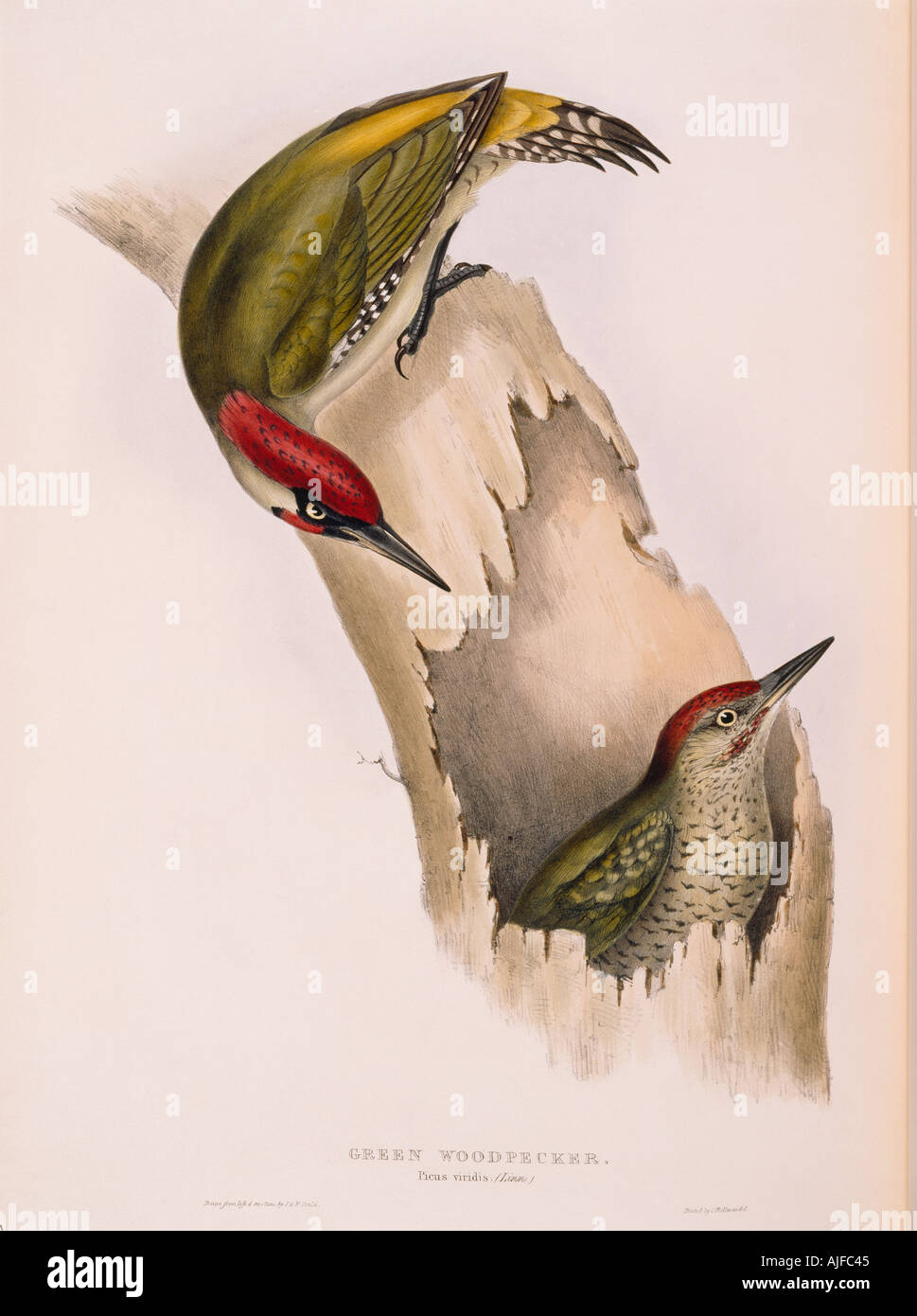 BIRDS OF EUROPE GREEN WOODPECKER Picus viridis from the 19th century ...