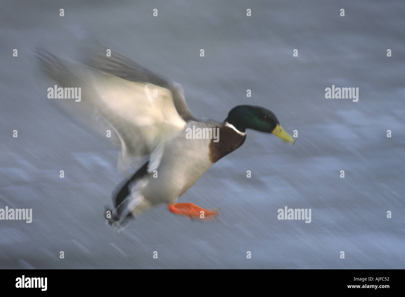 Mallard duck anas platyrhynchos coming in to land Stock Photo - Alamy