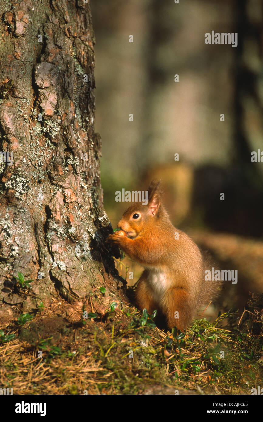 Squirrel at base of tree hi-res stock photography and images - Alamy