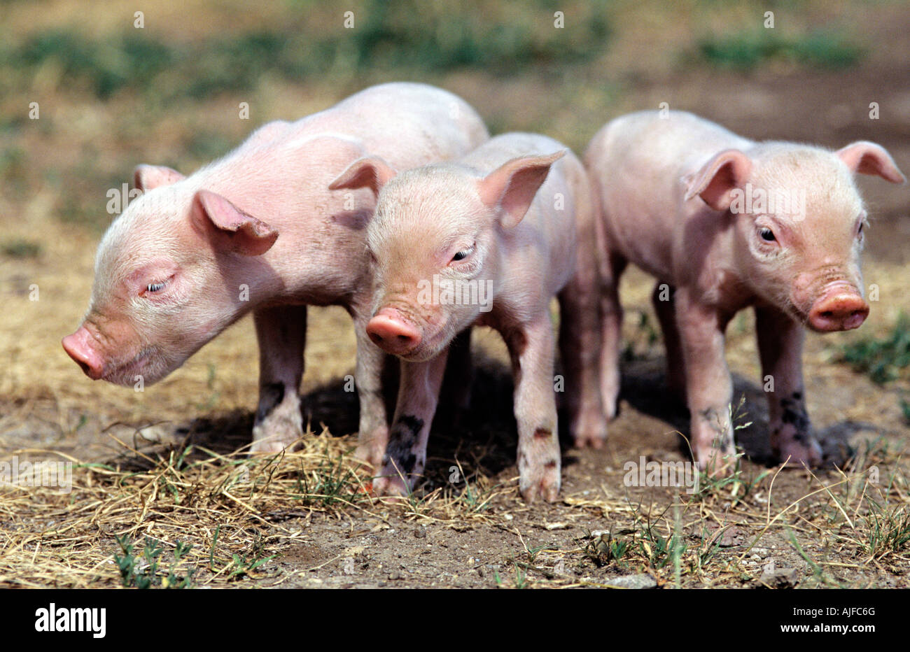 Piglets hi-res stock photography and images - Alamy