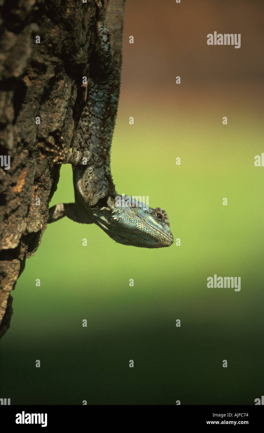 Blue Headed Tree Agama Stock Photo - Alamy