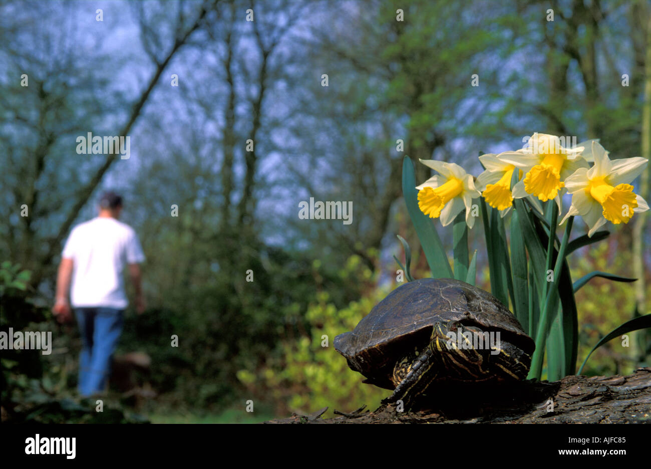 British terrapin hi-res stock photography and images - Alamy