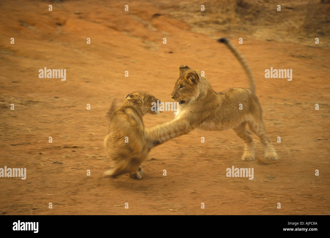 Lion cubs playing Stock Photo - Alamy