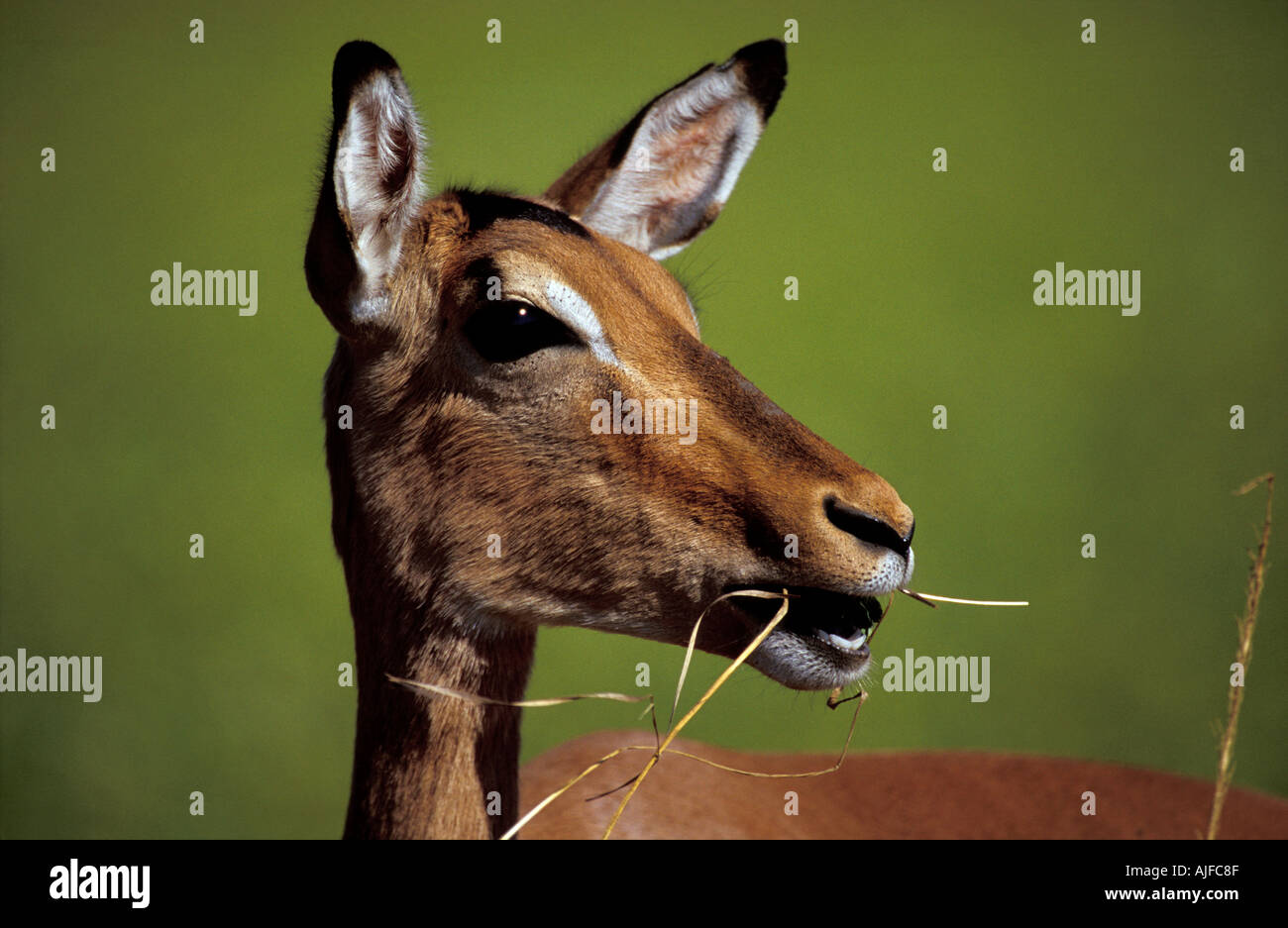 Impala head shot hi-res stock photography and images - Alamy