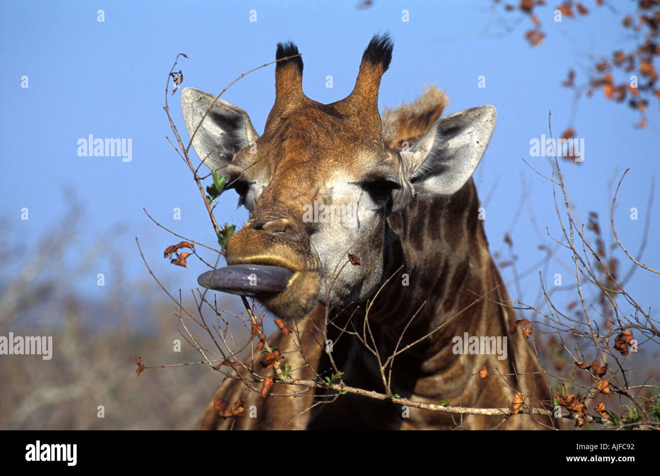 Female Reticulated Giraffe Stock Photo - Alamy