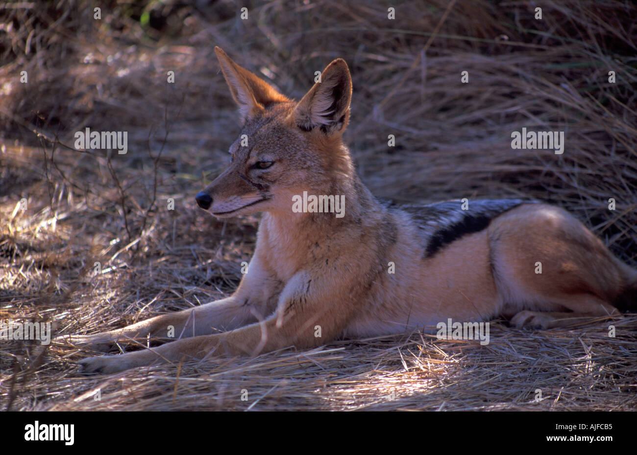 Black Backed Jackal Stock Photo - Alamy