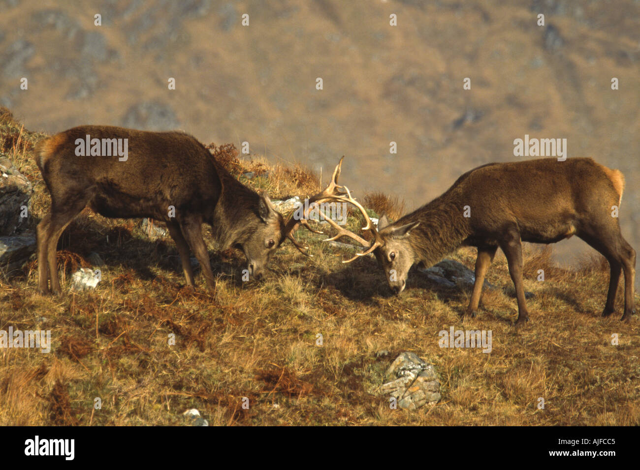 Scottish stags hi-res stock photography and images - Alamy