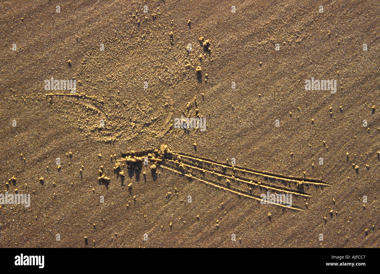 Print seal hi-res stock photography and images - Alamy