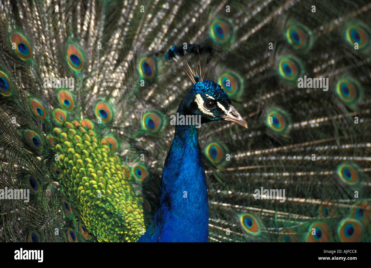 Full display of feathers hi-res stock photography and images - Alamy