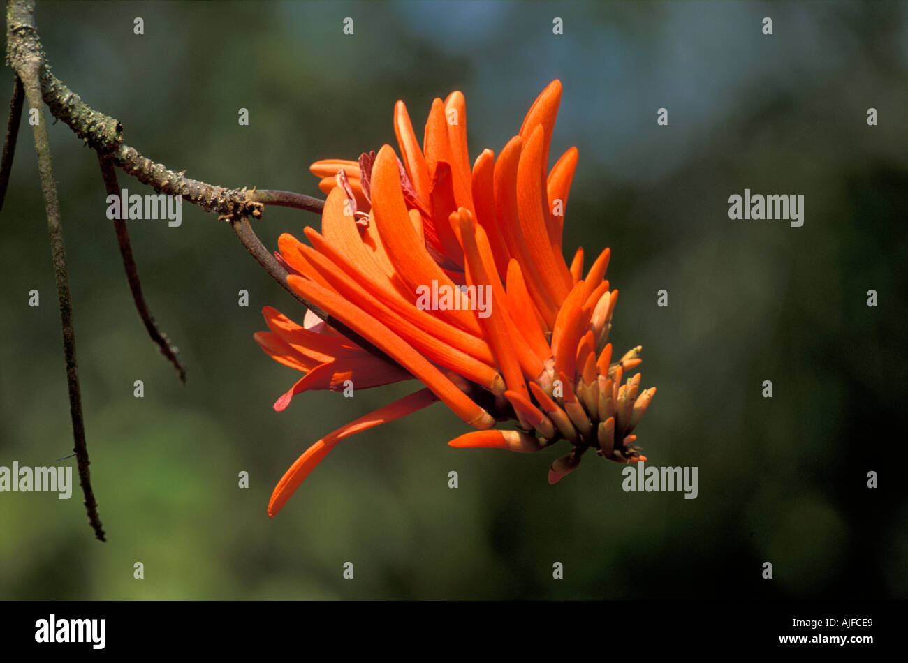 Common Coral Tree flower Stock Photo - Alamy