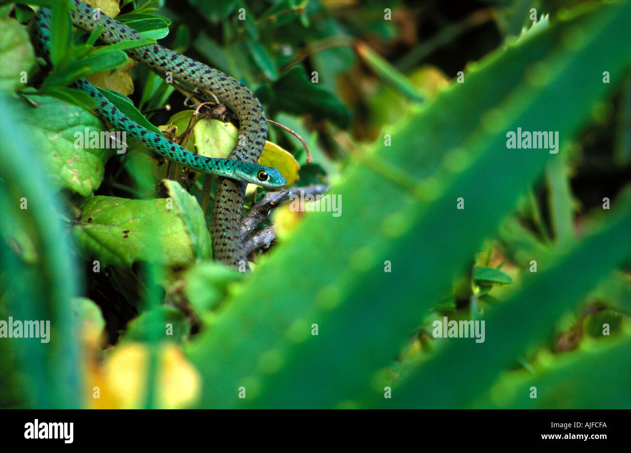 Spotted Bush Snake Stock Photo - Alamy
