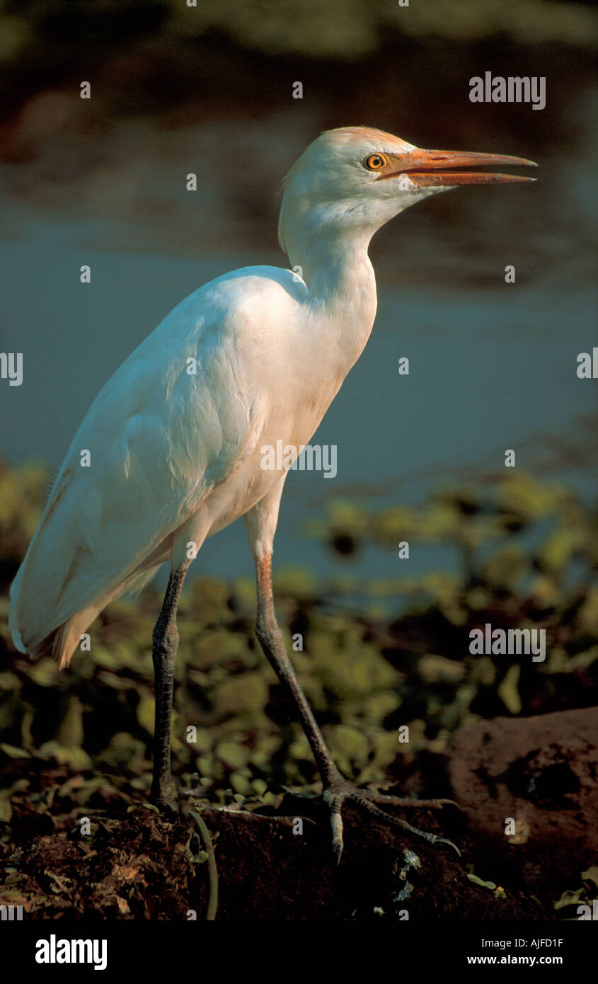 Cattle egret bubulcus ibis south african birs birdlife vertical hi-res ...