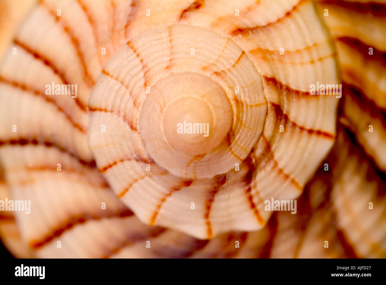 Spiral sea shell Stock Photo - Alamy