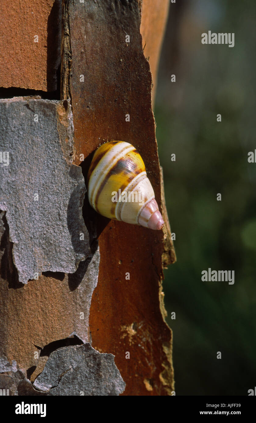 Everglades Tree Snail (Liguus fasciatus) Florida, USA Stock Photo - Alamy
