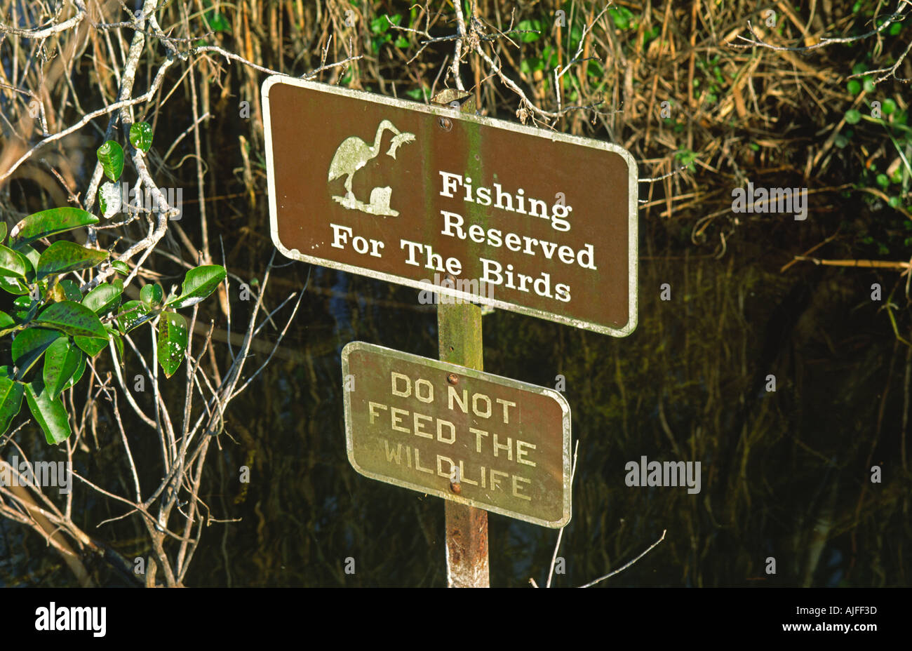 Anhinga fishing hi-res stock photography and images - Alamy