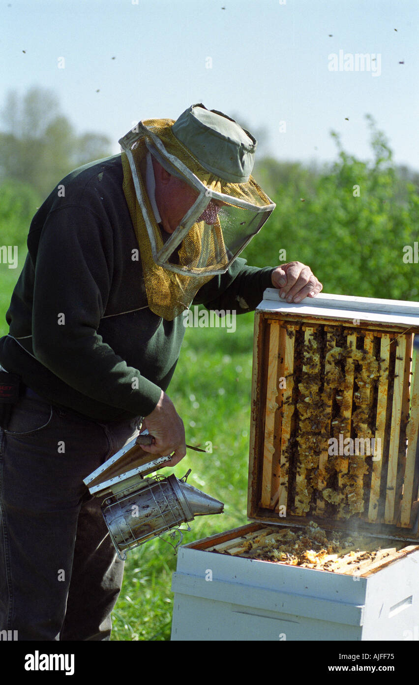 Male beekeeper opening hive hi-res stock photography and images - Alamy