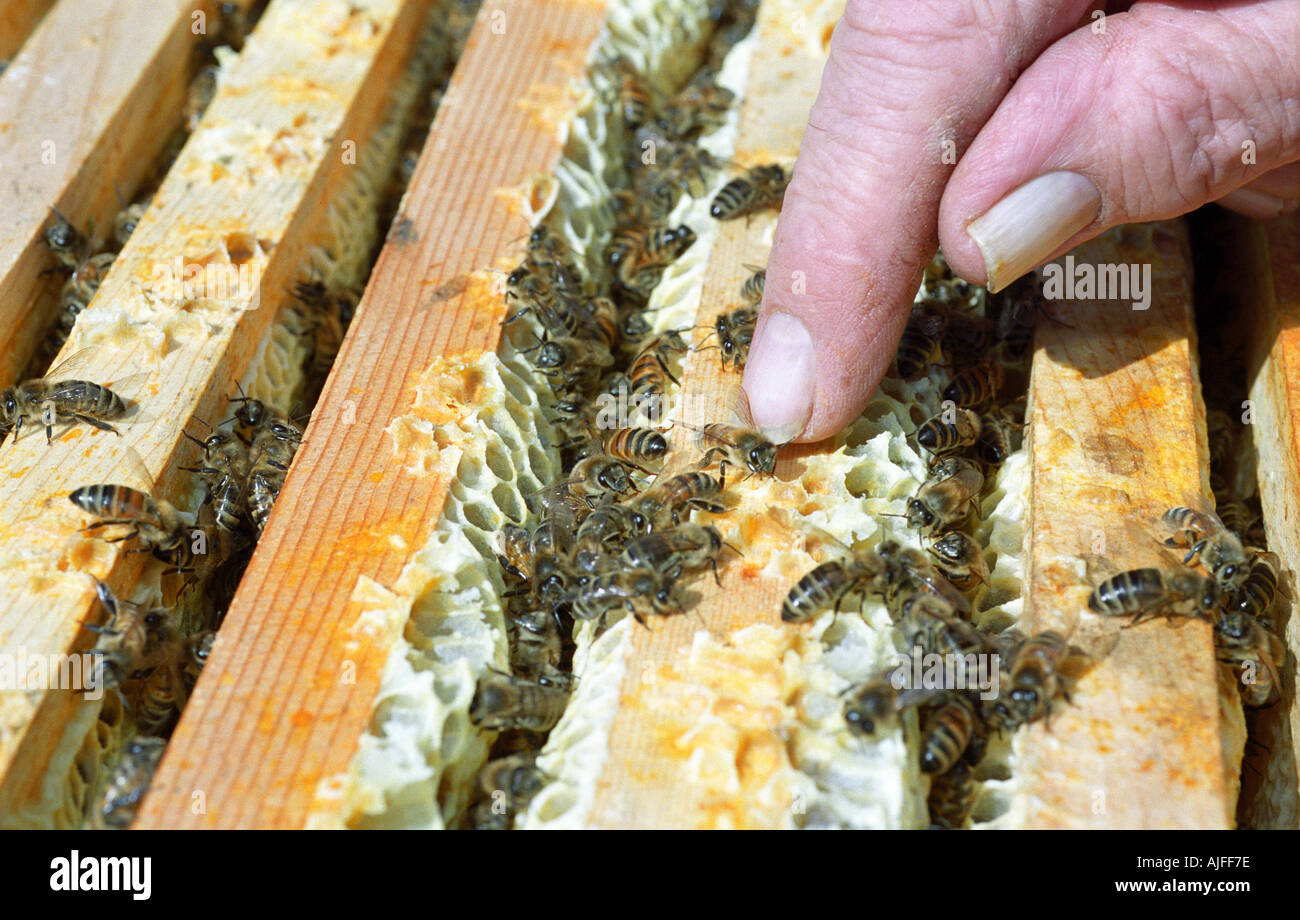 Industrious animals hi-res stock photography and images - Alamy