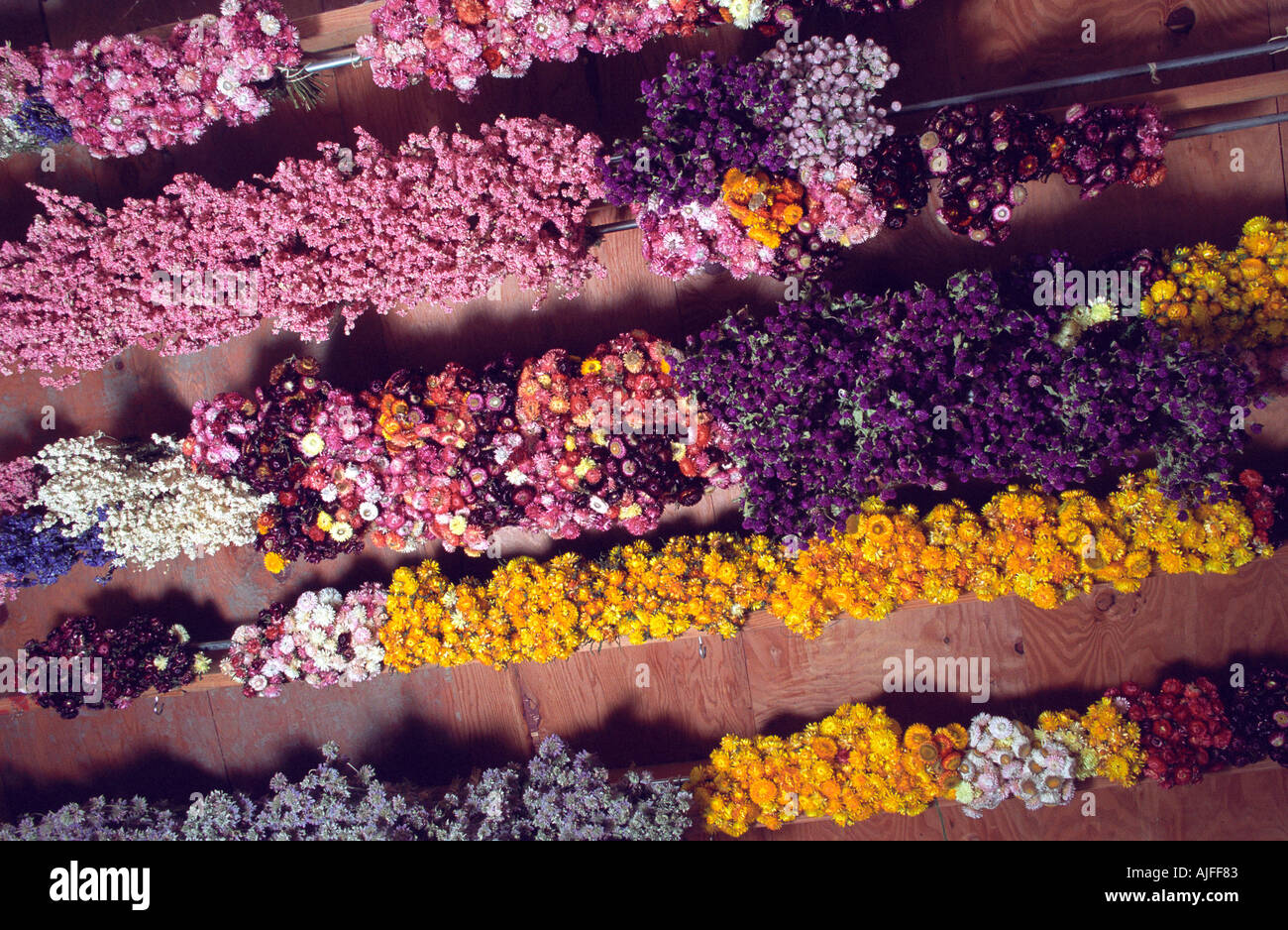 Dried flowers hanging from ceiling hi-res stock photography and images ...