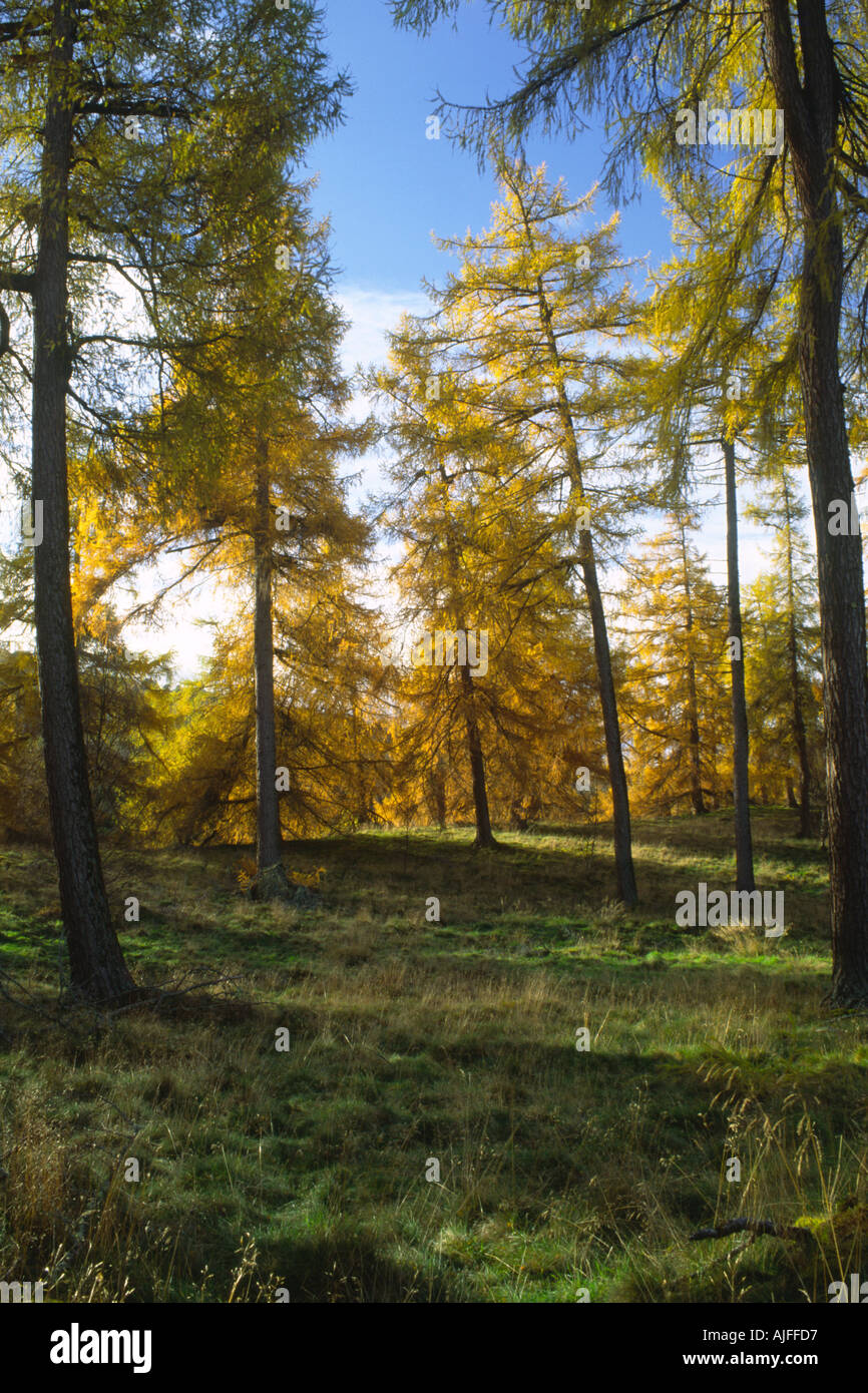 Larch scotland hi-res stock photography and images - Alamy