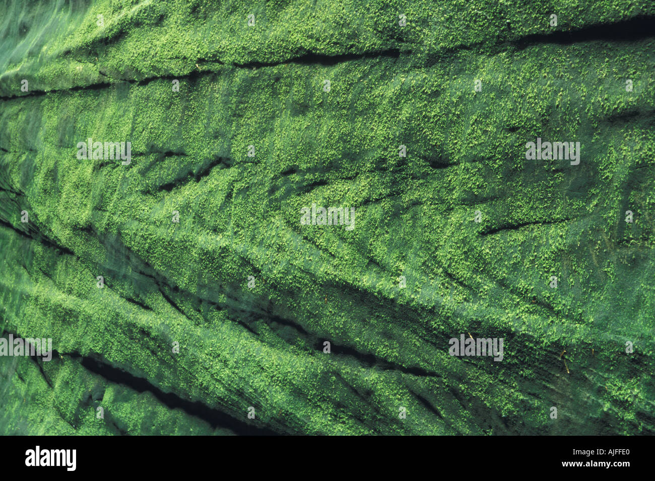 Moss covered sandstone cliff Stock Photo - Alamy