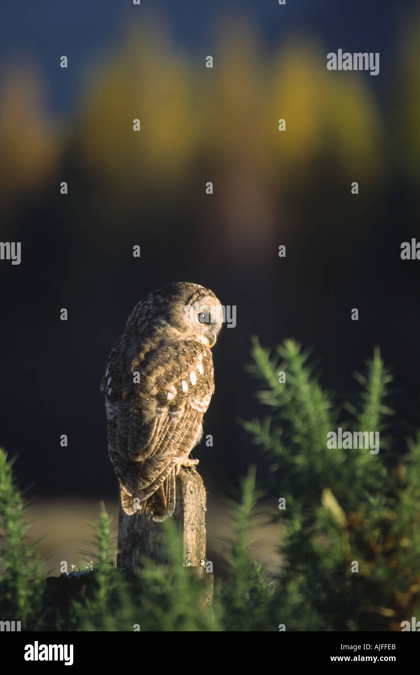 Tawny owl perched on gate hi-res stock photography and images - Alamy