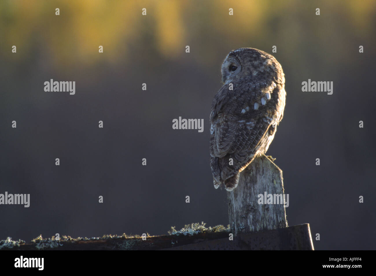 Tawny owl perched on gate hi-res stock photography and images - Alamy