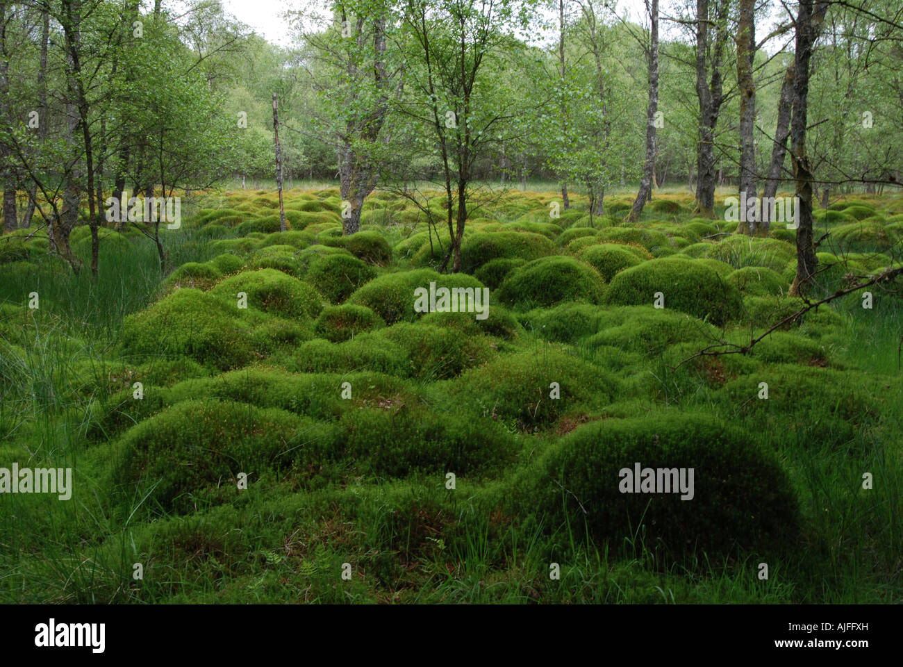 Moss covered wetland and forest at Lake Menteith Queen Elisabeth Forest ...