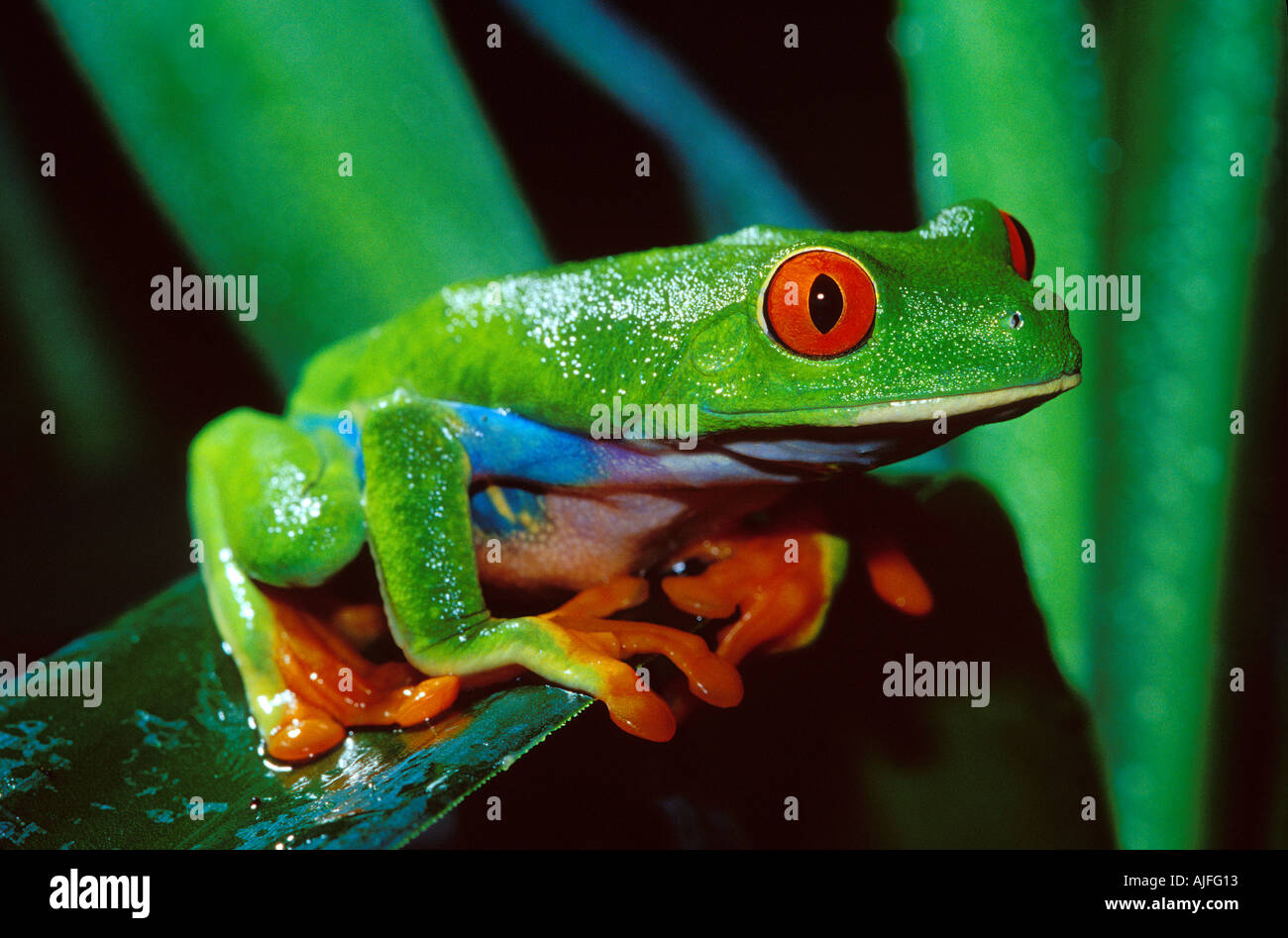 Black eyed tree frogs hi-res stock photography and images - Alamy
