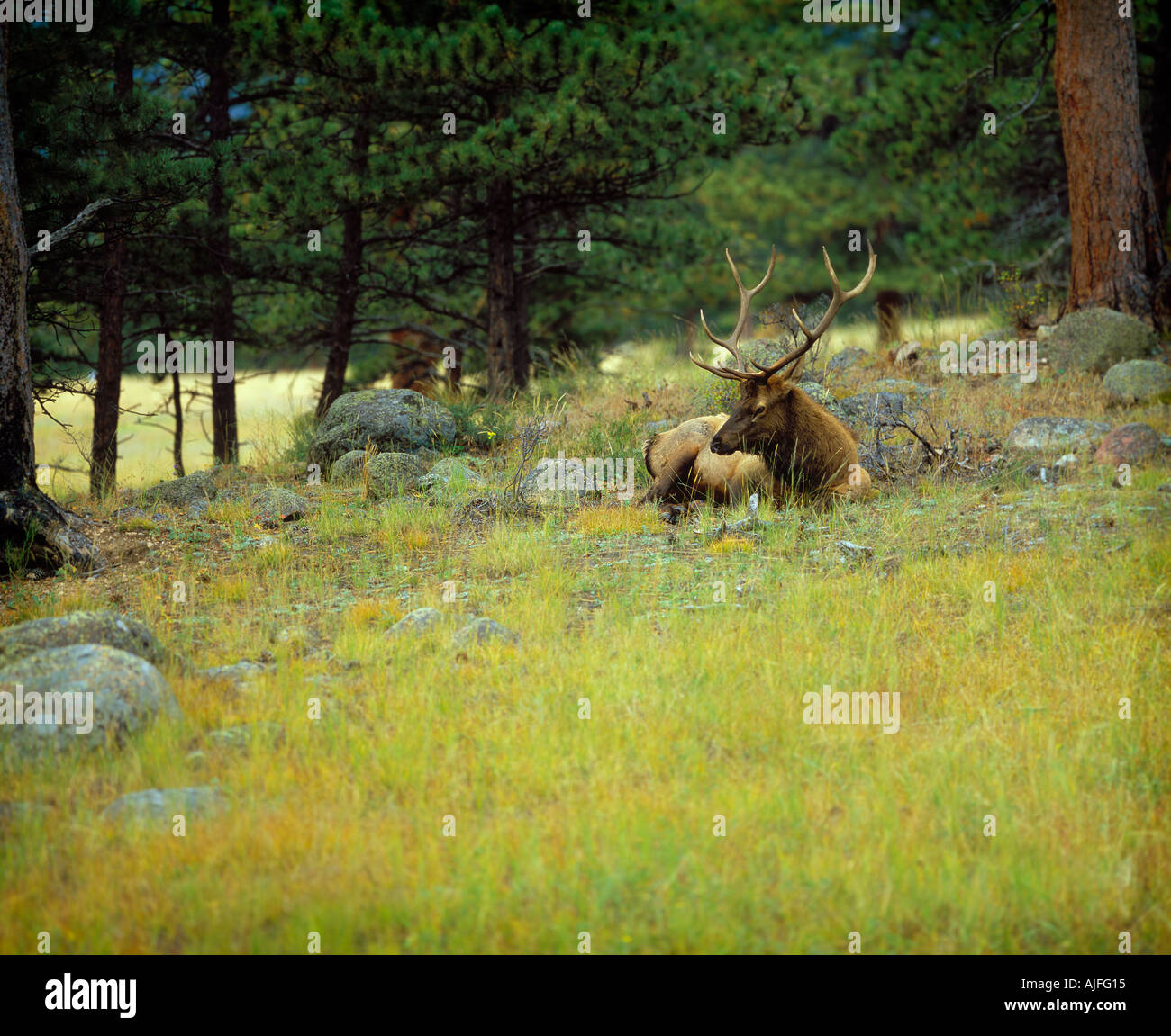Bull Elk Resting Stock Photo - Alamy