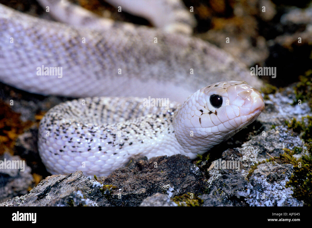 White Bullsnake Pituophis catenifer sayi Pituophis melanoleucus sayi ...