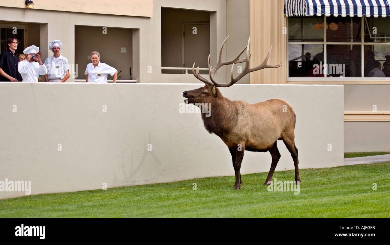 The chefs and an elk staring at each other Stock Photo - Alamy